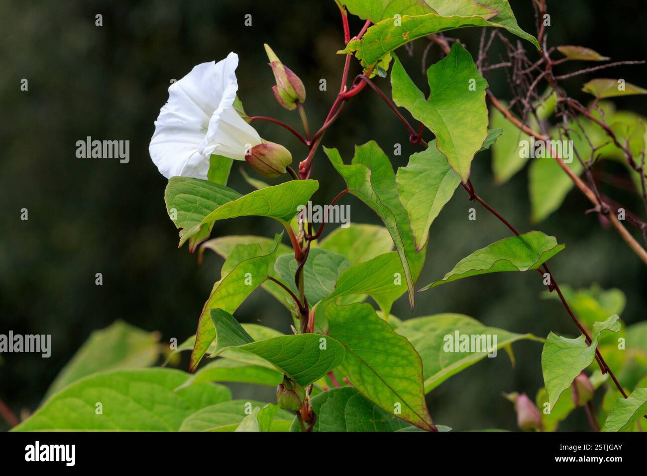 Bindweed (Convolvulus arvensis Stock Photo - Alamy