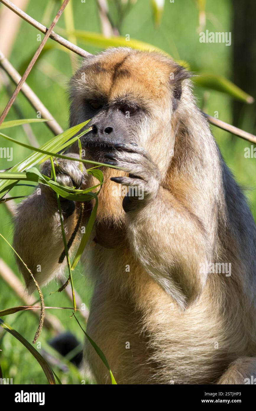 Brown capuchin monkey (Cebus apella Stock Photo - Alamy