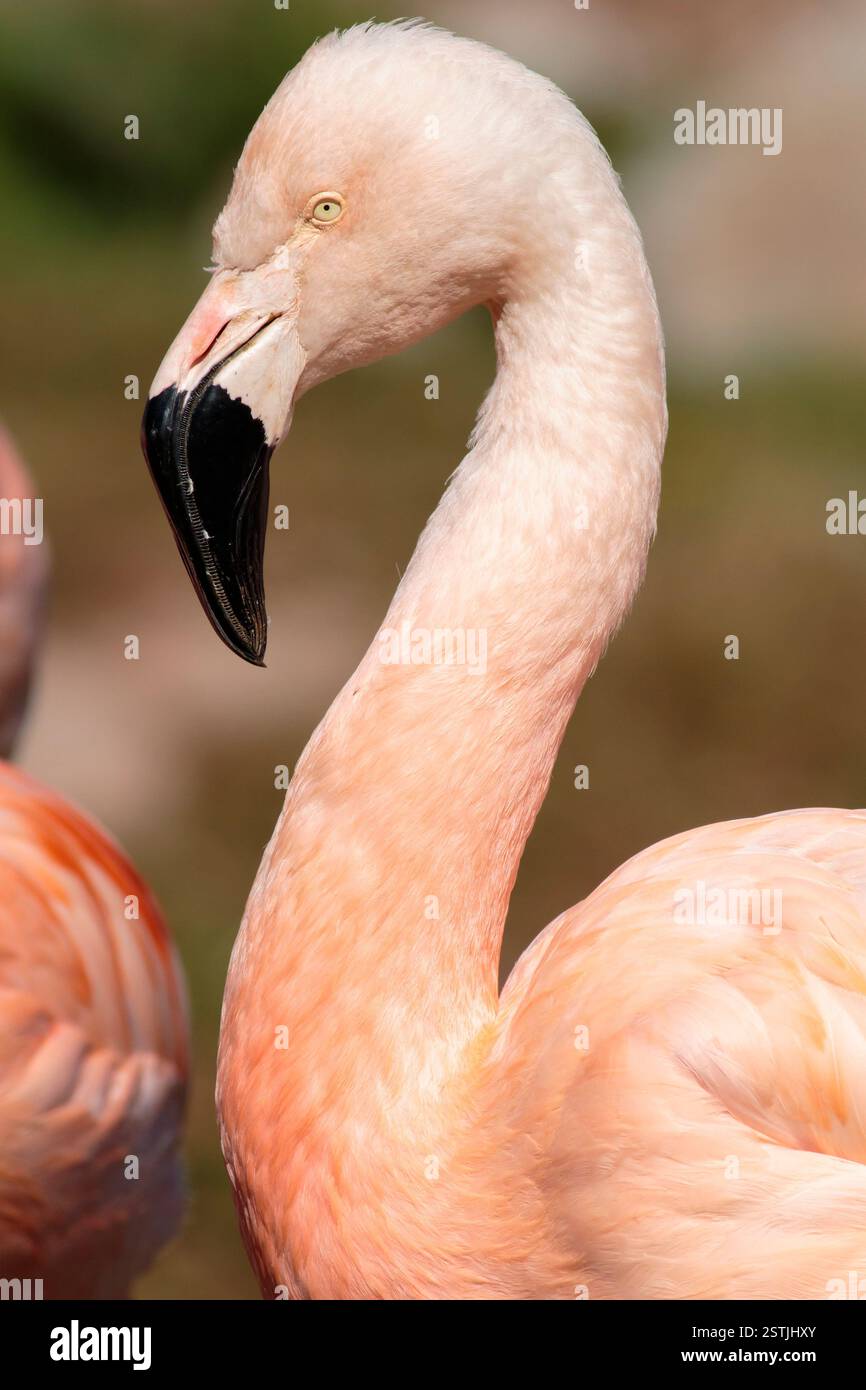 Beautiful pink Caribbean flamingo ( Phoenicopterus ruber ruber Stock ...
