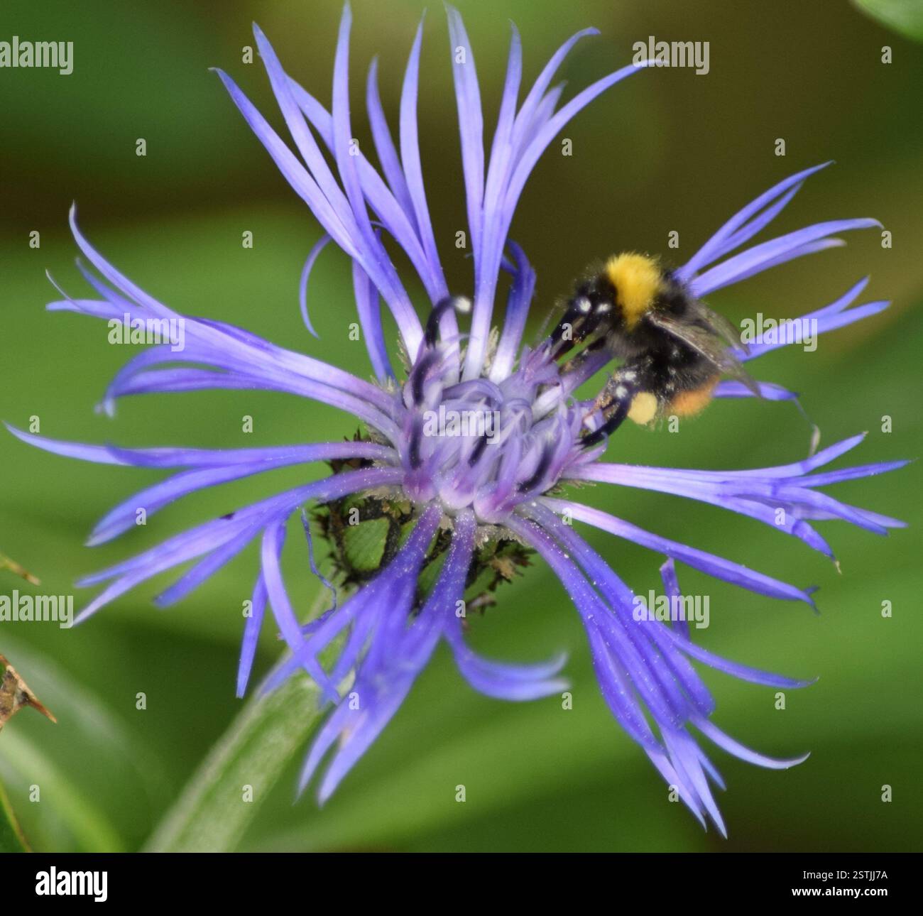 bumble Bee pollinating Purple Flower Stock Photo - Alamy