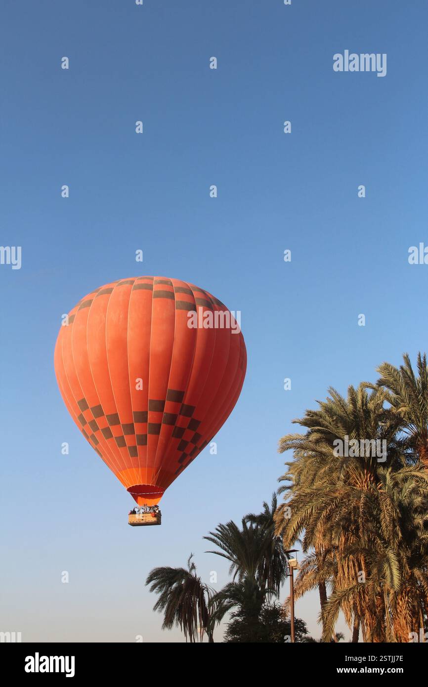 A red hot air ballon flying low as above date palm trees in Luxor ...