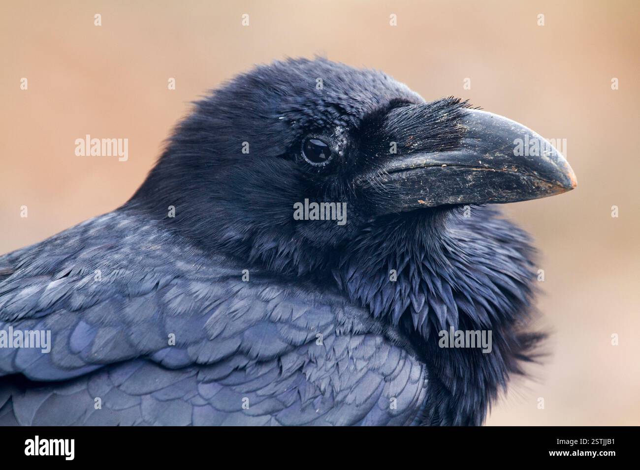 Common raven claws hi-res stock photography and images - Alamy