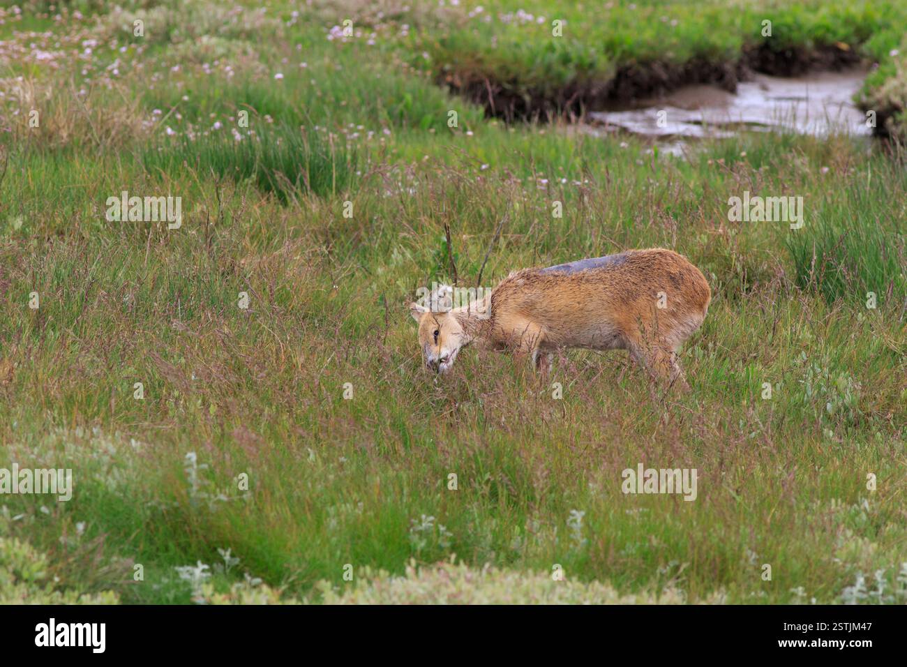 Chinese water deer (Hydropotes inermis Stock Photo - Alamy
