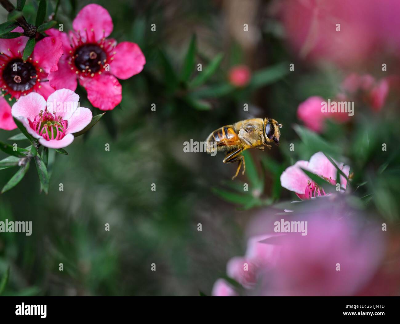 Honey bee flying among manuka flowers (Leptospermum scoparium ...