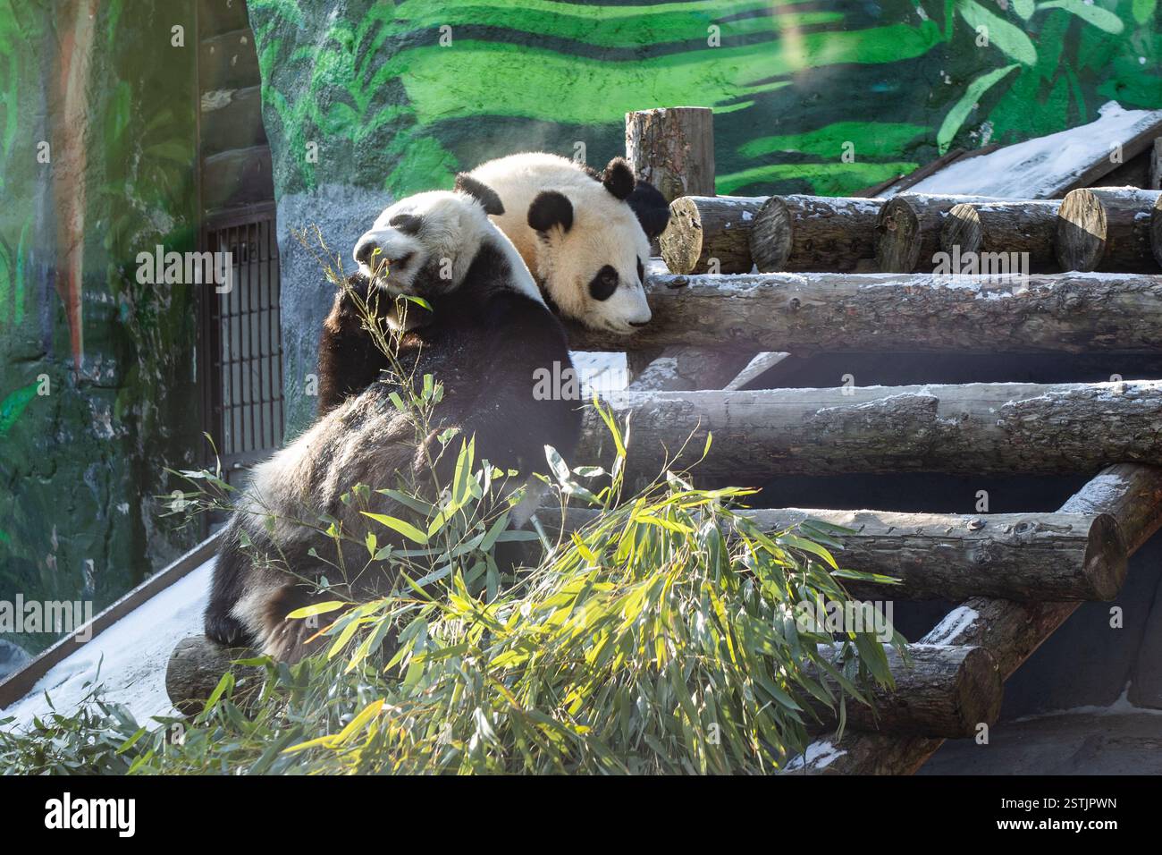 Moscow, Russia. 18th Feb, 2025. Giant panda Katyusha (R) and its mother Ding Ding are pictured ...