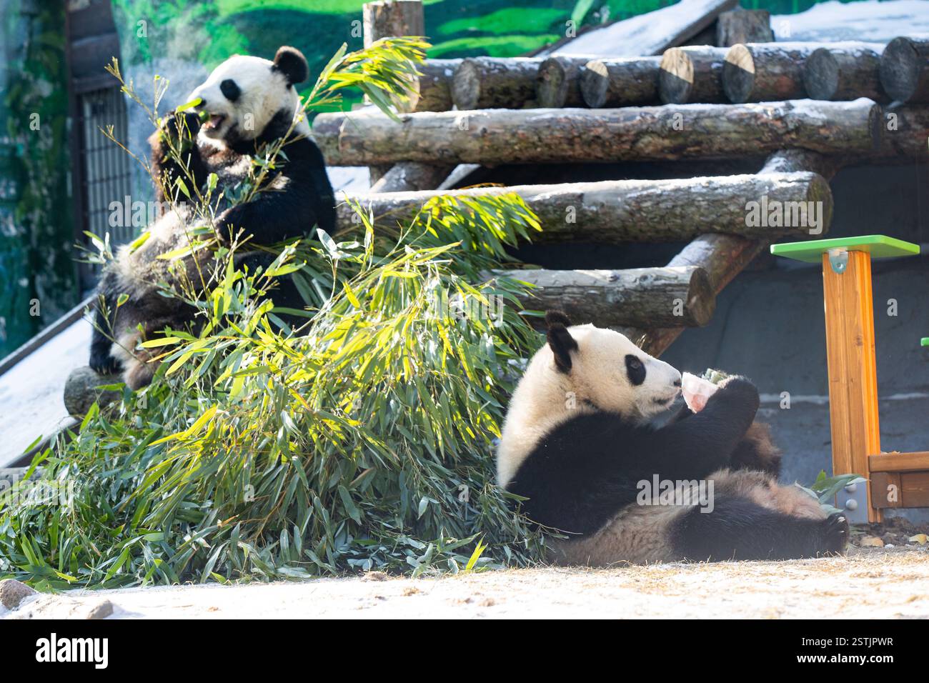 (250219) -- MOSCOW, Feb. 19, 2025 (Xinhua) -- Giant panda Katyusha (R ...