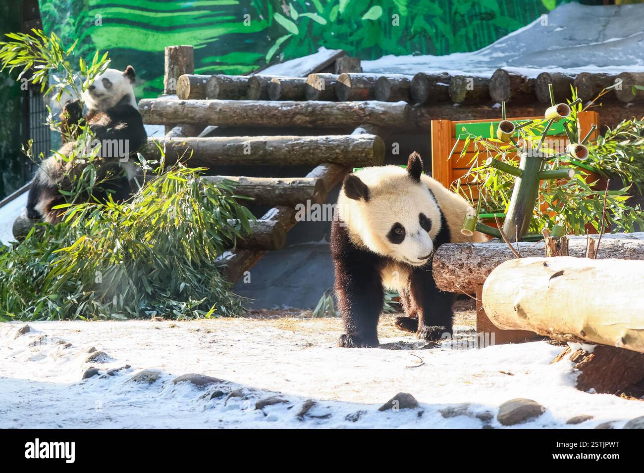 Moscow, Russia. 18th Feb, 2025. Giant panda Katyusha plays in front of ...