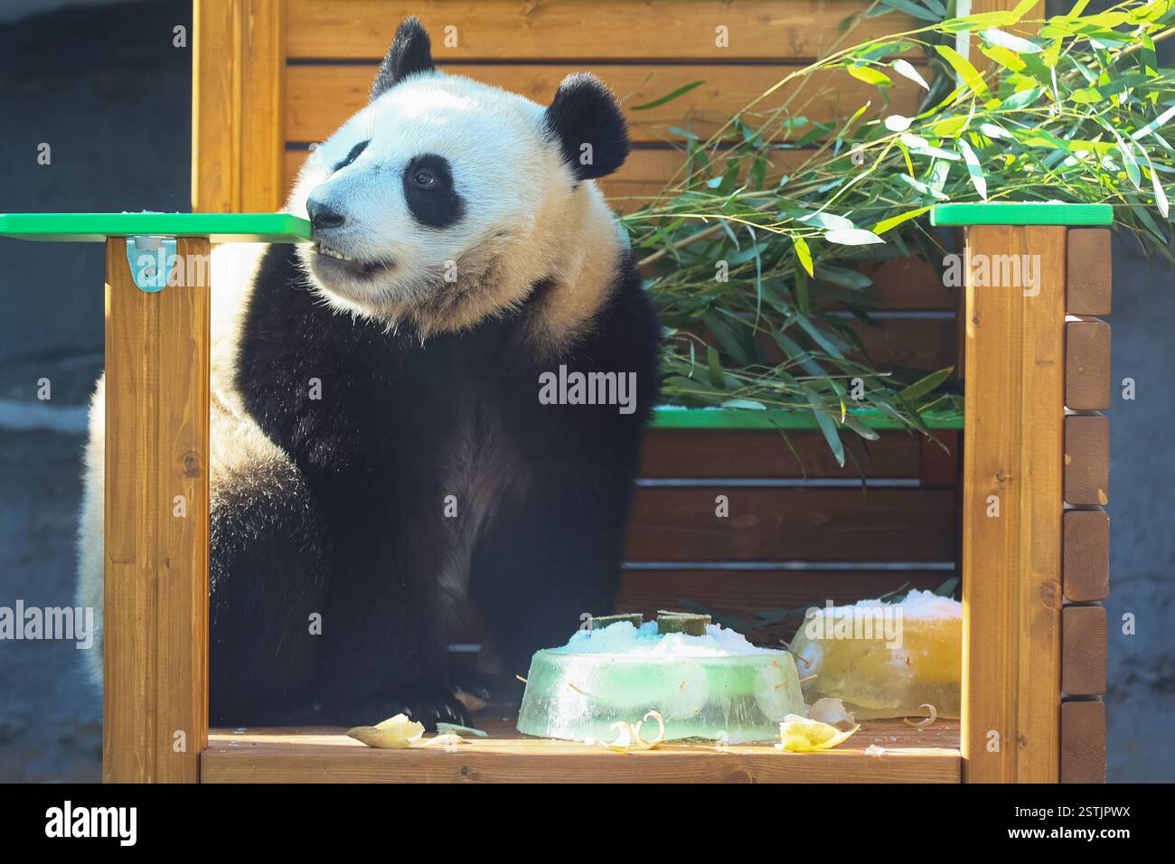 Moscow, Russia. 18th Feb, 2025. Giant panda Katyusha plays on a chair ...