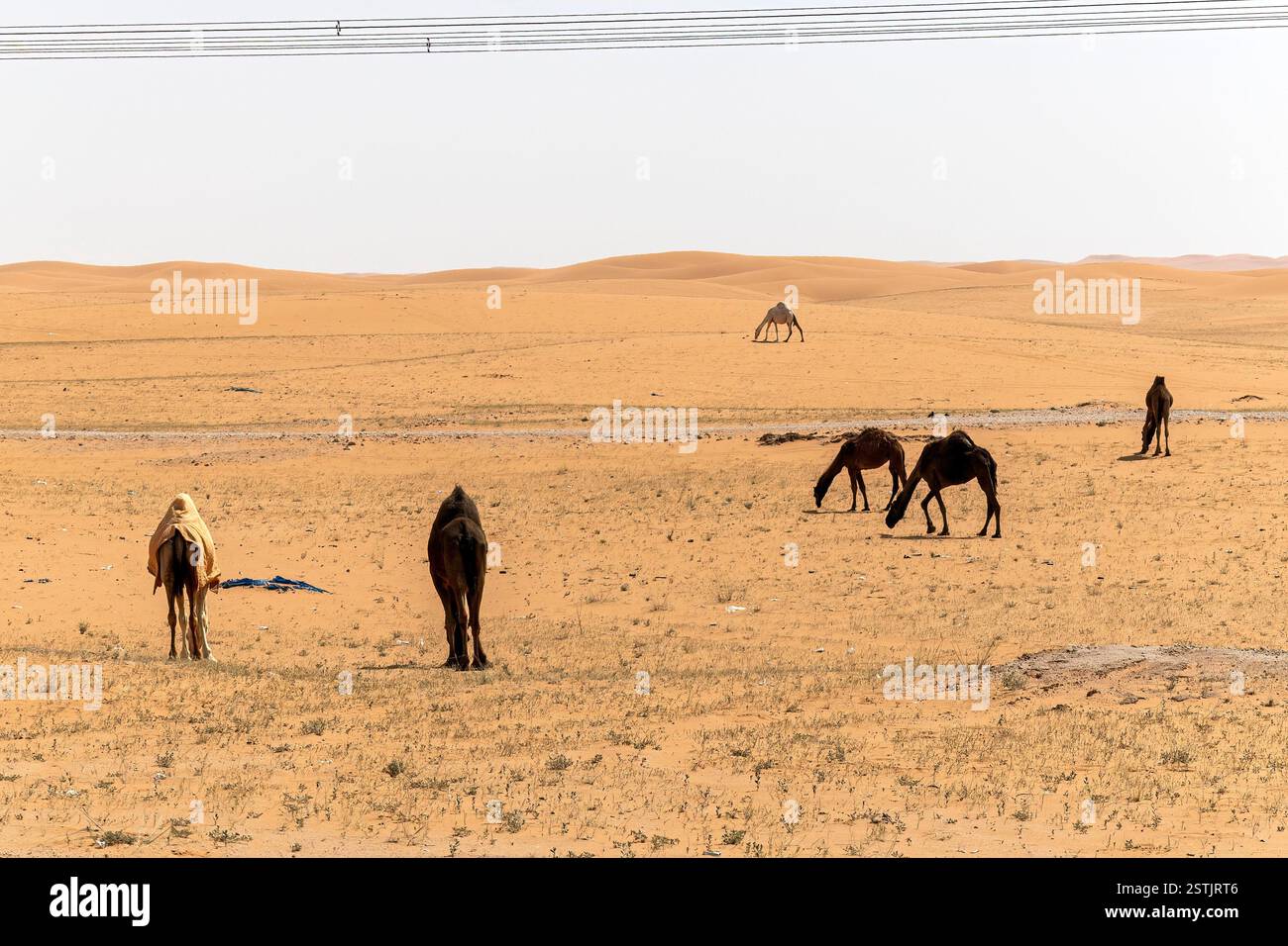 Camel in red send of Riyadh desert Stock Photo - Alamy