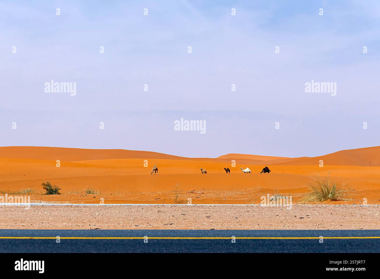 Camel in red send of Riyadh desert Stock Photo - Alamy