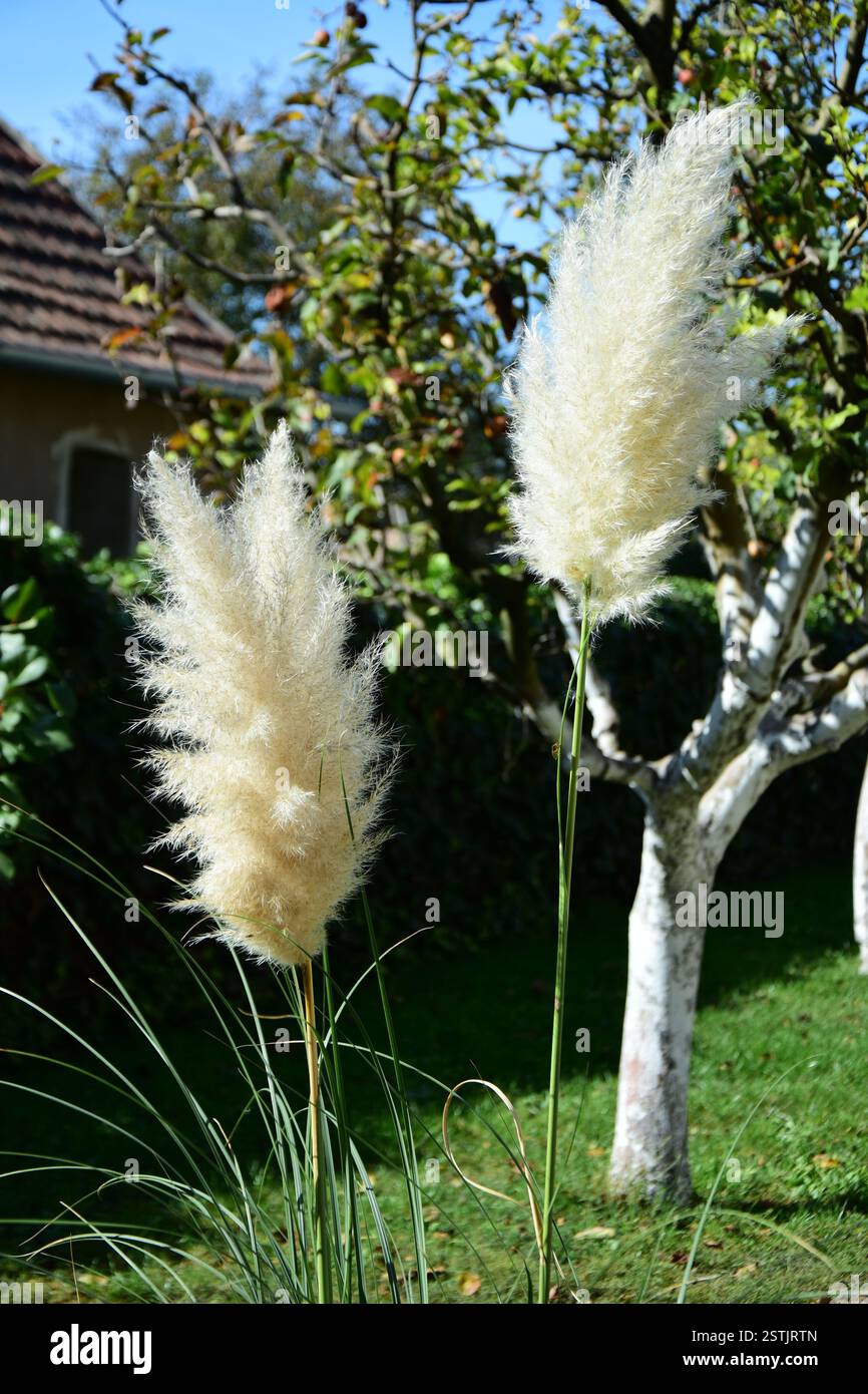 Plumes of pampas grass in the garden Stock Photo - Alamy