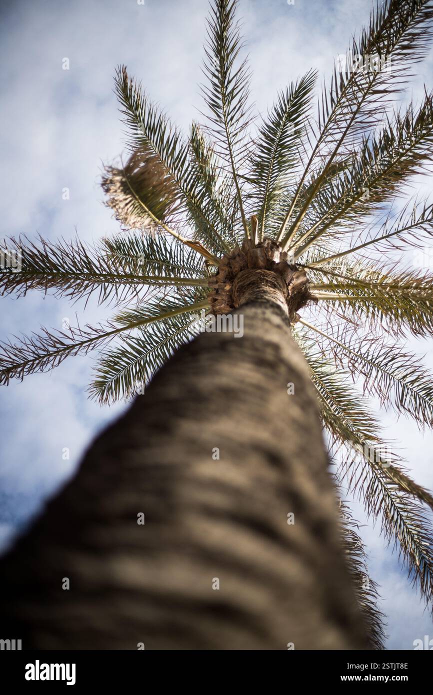 Skyward view of tree canopy hi-res stock photography and images - Alamy