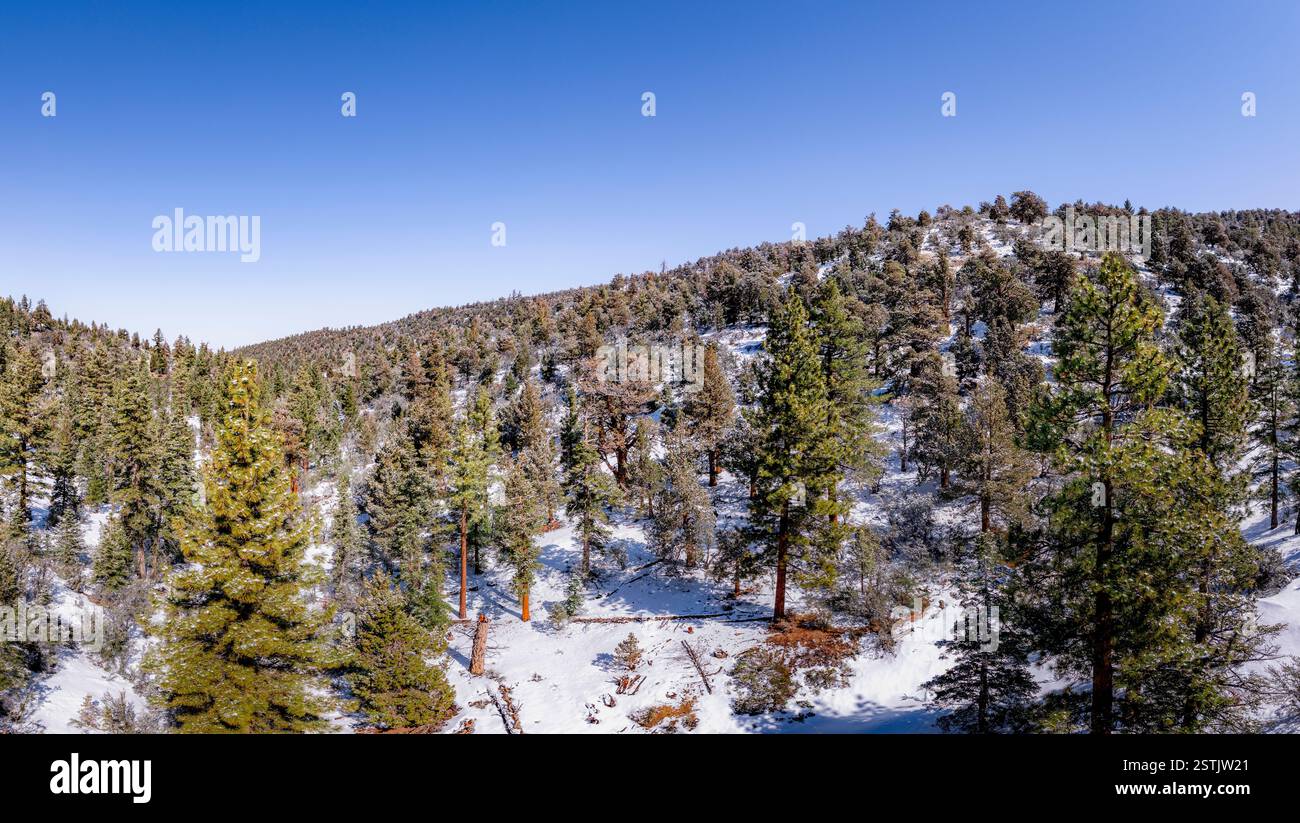 Aerial panorama of snow filled mountains and pine trees Stock Photo - Alamy