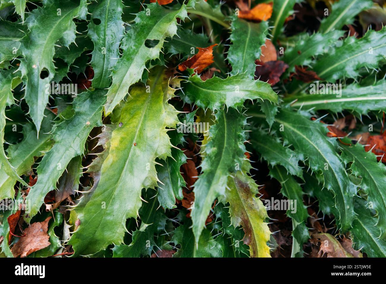 Close-up of Morina longifolia (Whorlflower) leaves with spiny edges ...