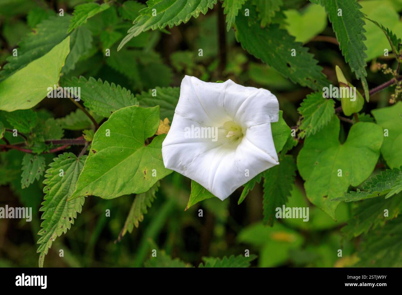 Bindweed (Convolvulus arvensis Stock Photo - Alamy