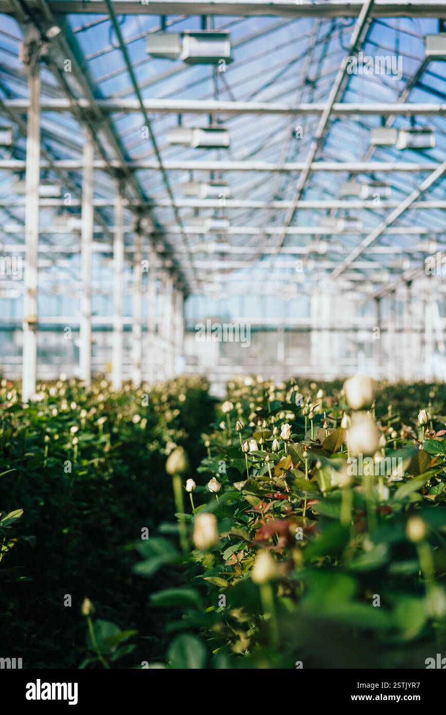 Greenhouse roses growing under daylight Stock Photo - Alamy