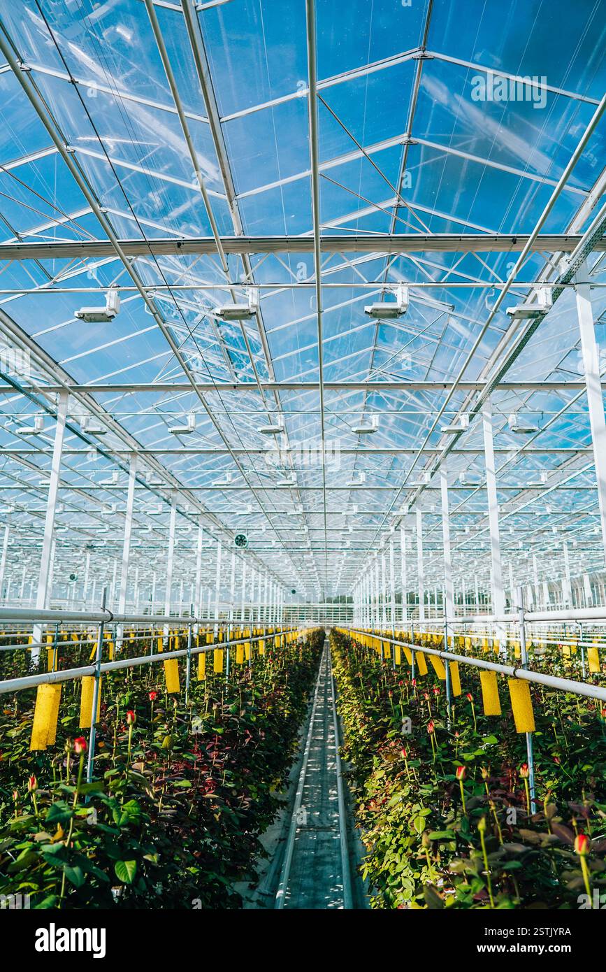 Greenhouse roses growing under daylight Stock Photo - Alamy