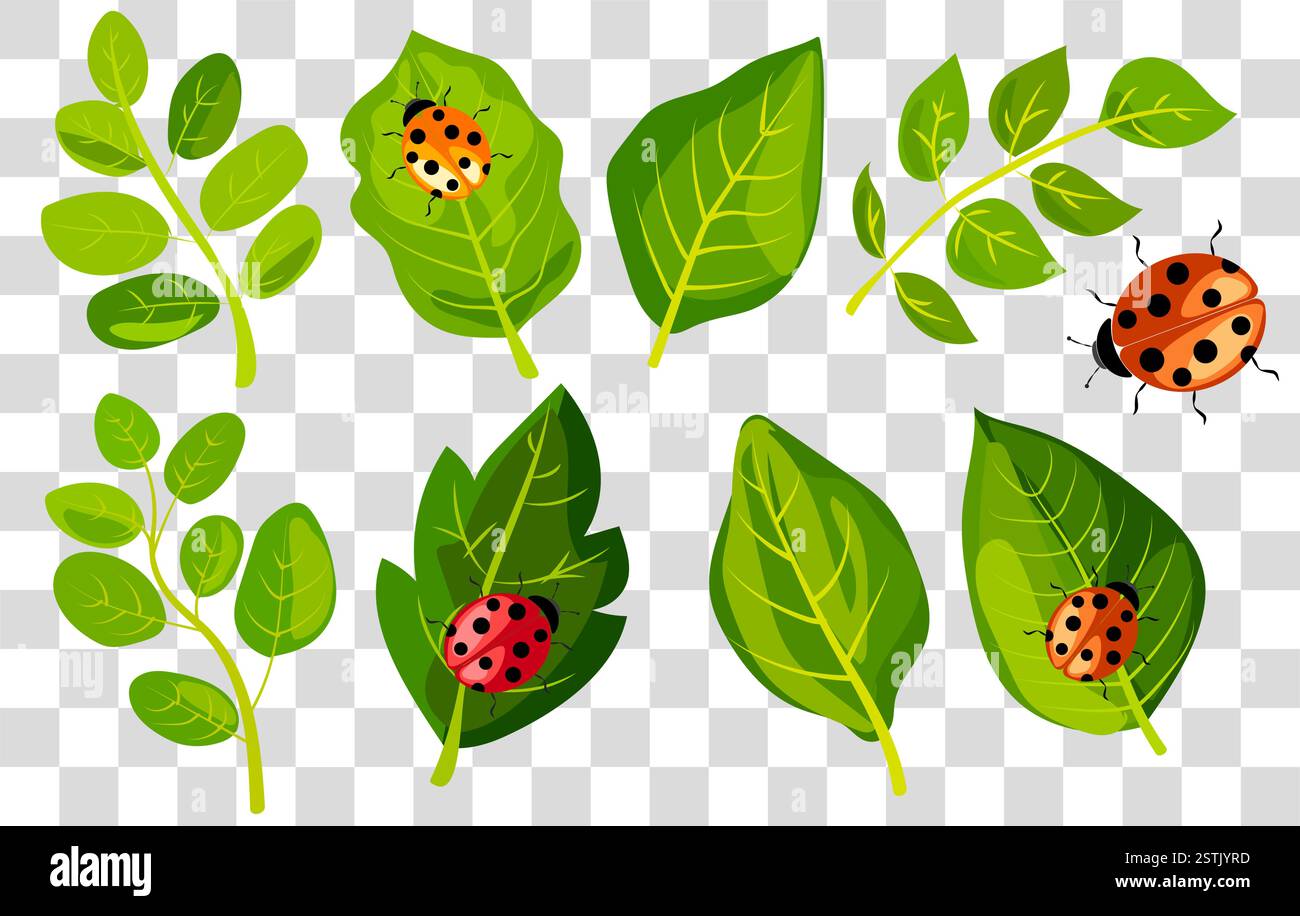 Colorful vector illustration of fresh green leaves with playful ...