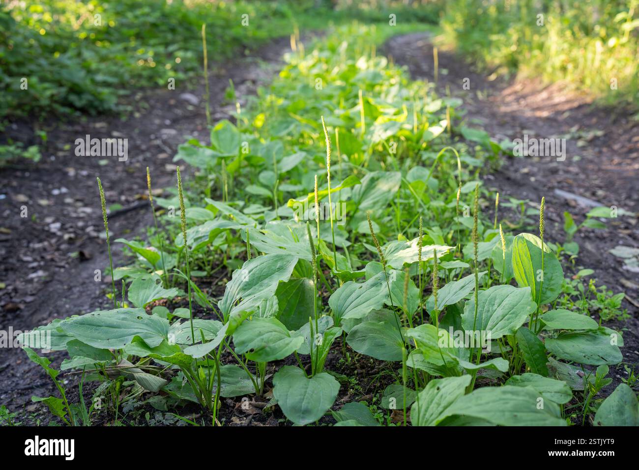 Wild herbs growing in green hi-res stock photography and images - Alamy