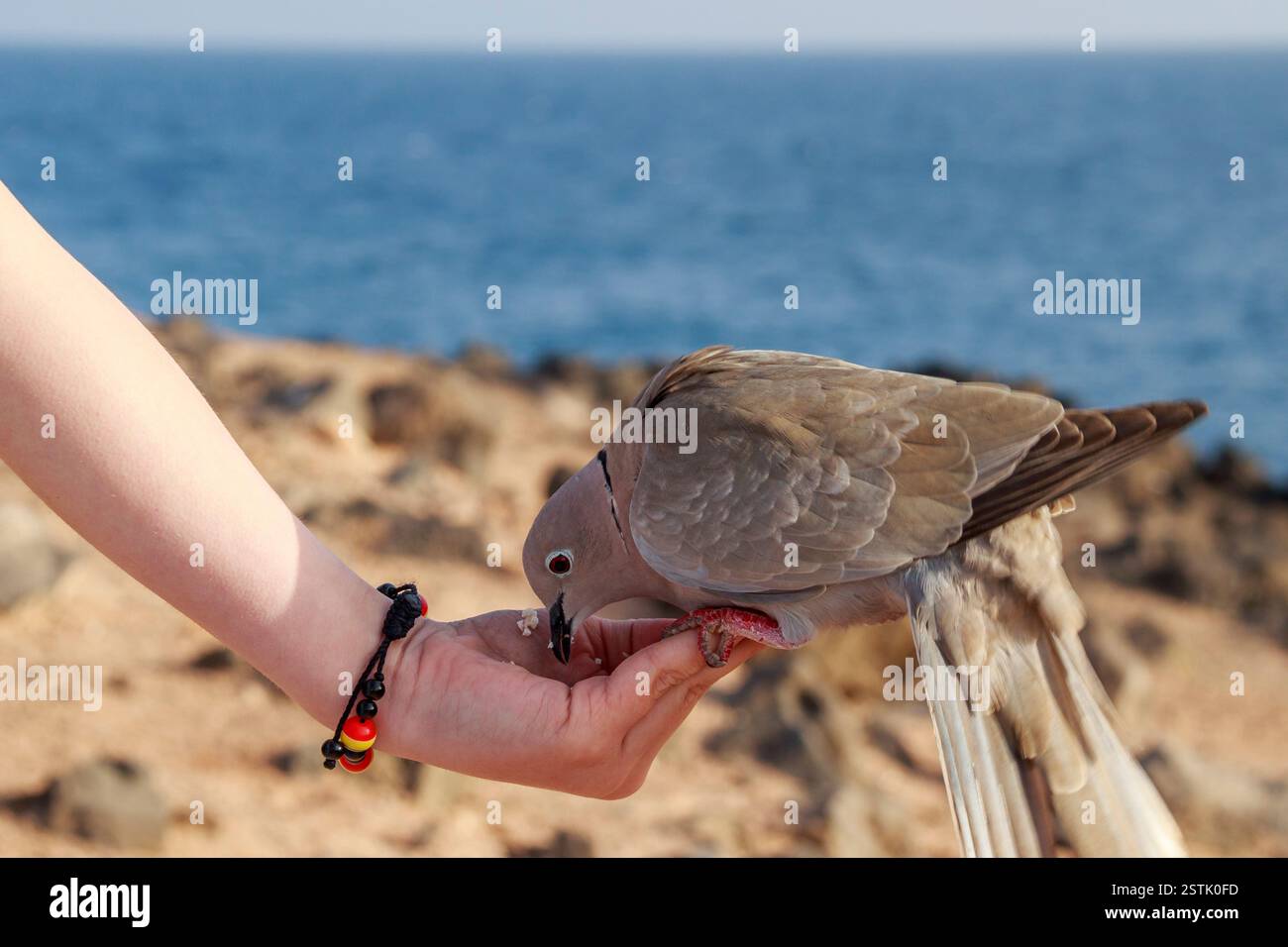 Collared Dove feeding from a hand Stock Photo - Alamy