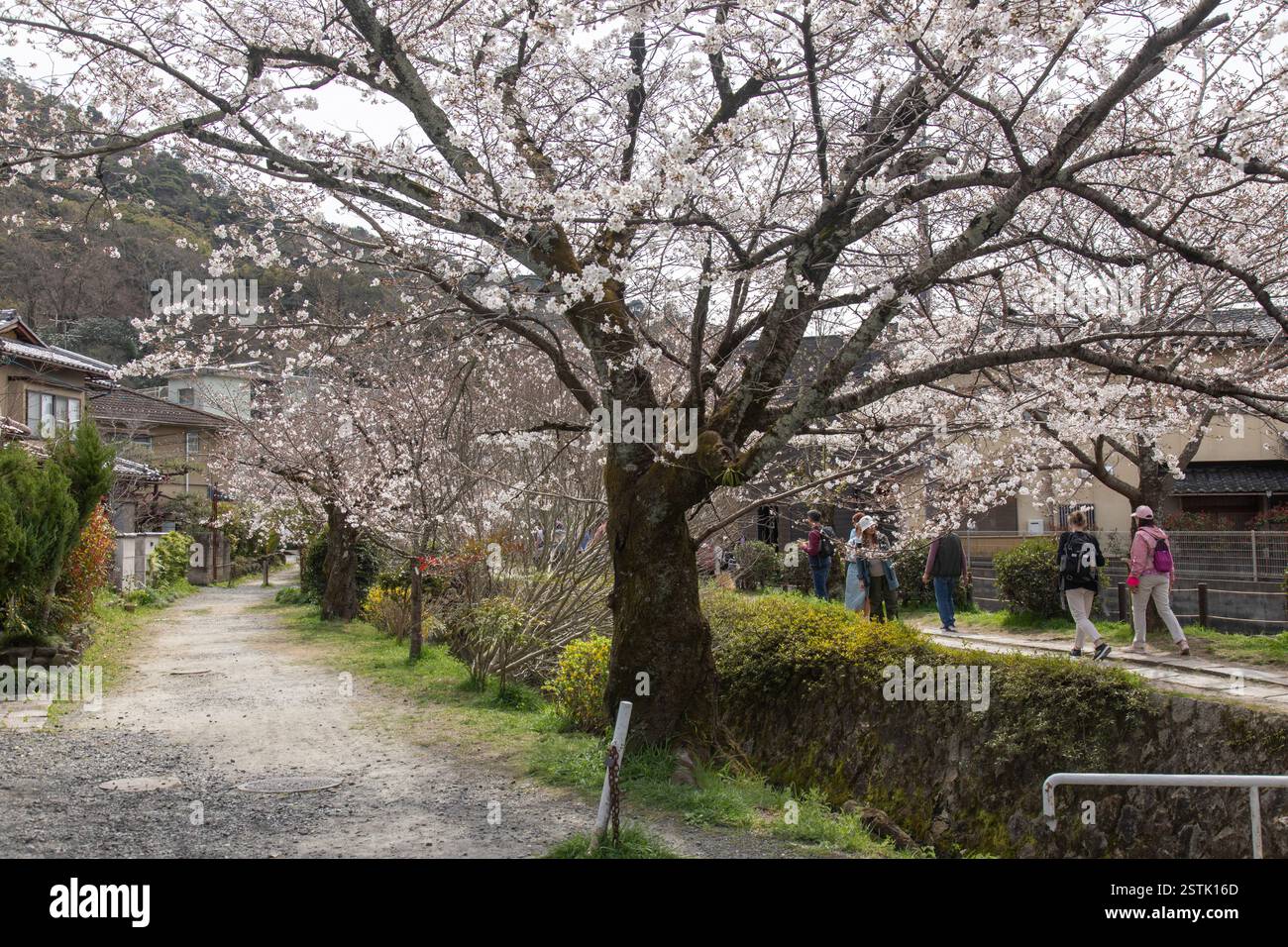 Kyoto, Japan, 3-3-2024: famous Philosopher’s Path in Kyoto during ...