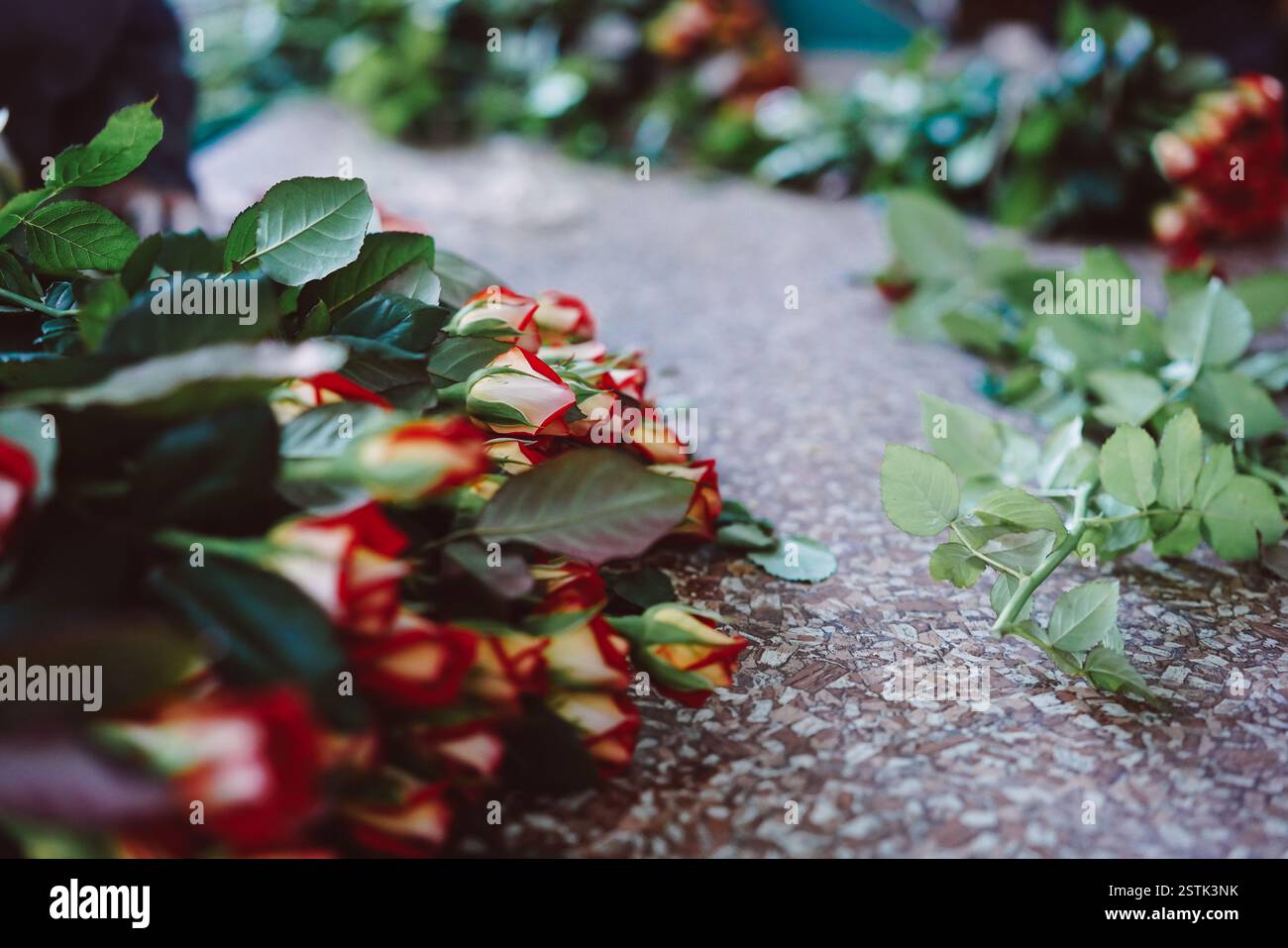 Fresh cut red roses lie on the table Stock Photo - Alamy