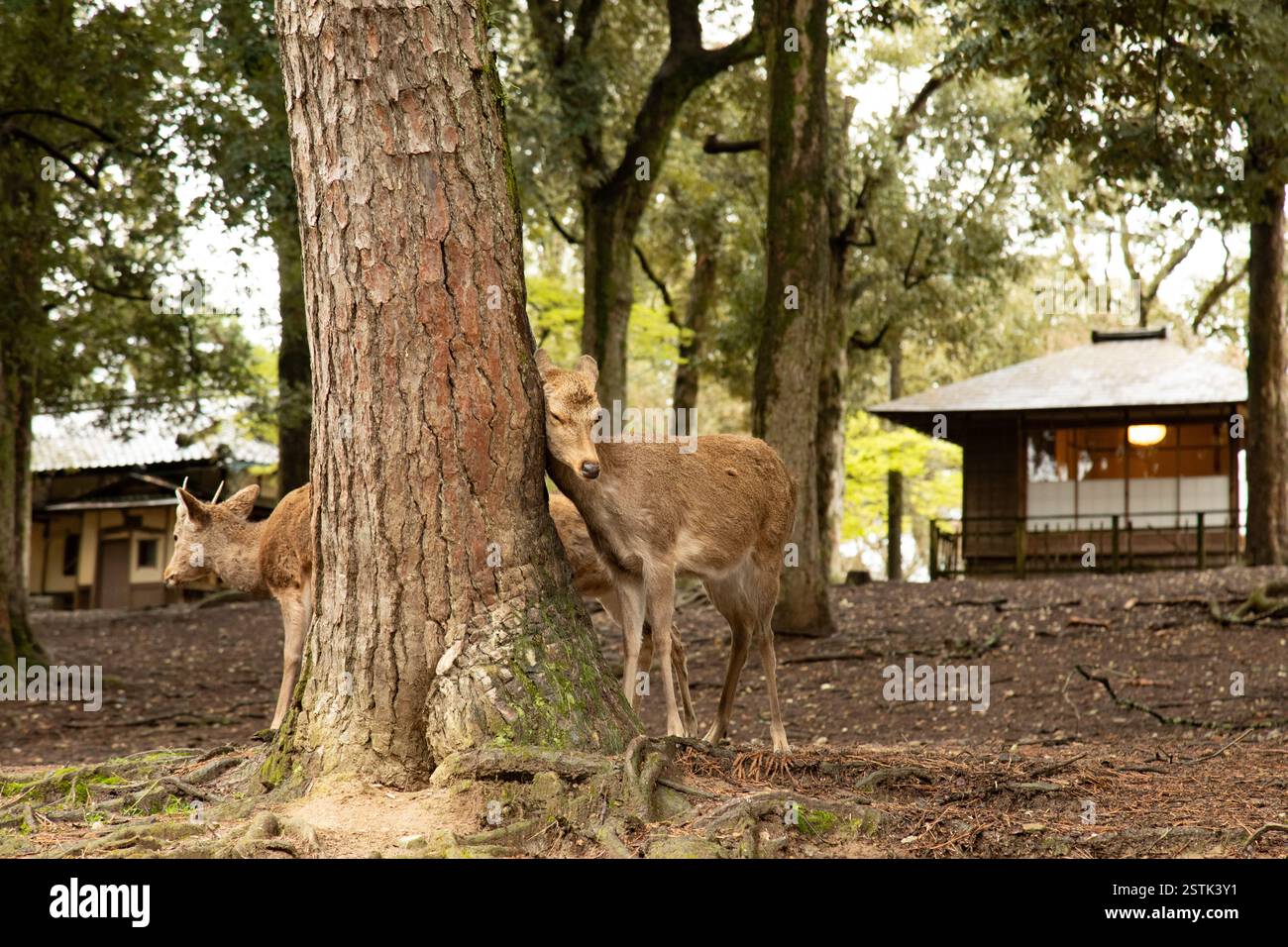 Nara, Kyoto, Japan, 3-04-2024: Nara Park during hanami, cherry blossoms ...