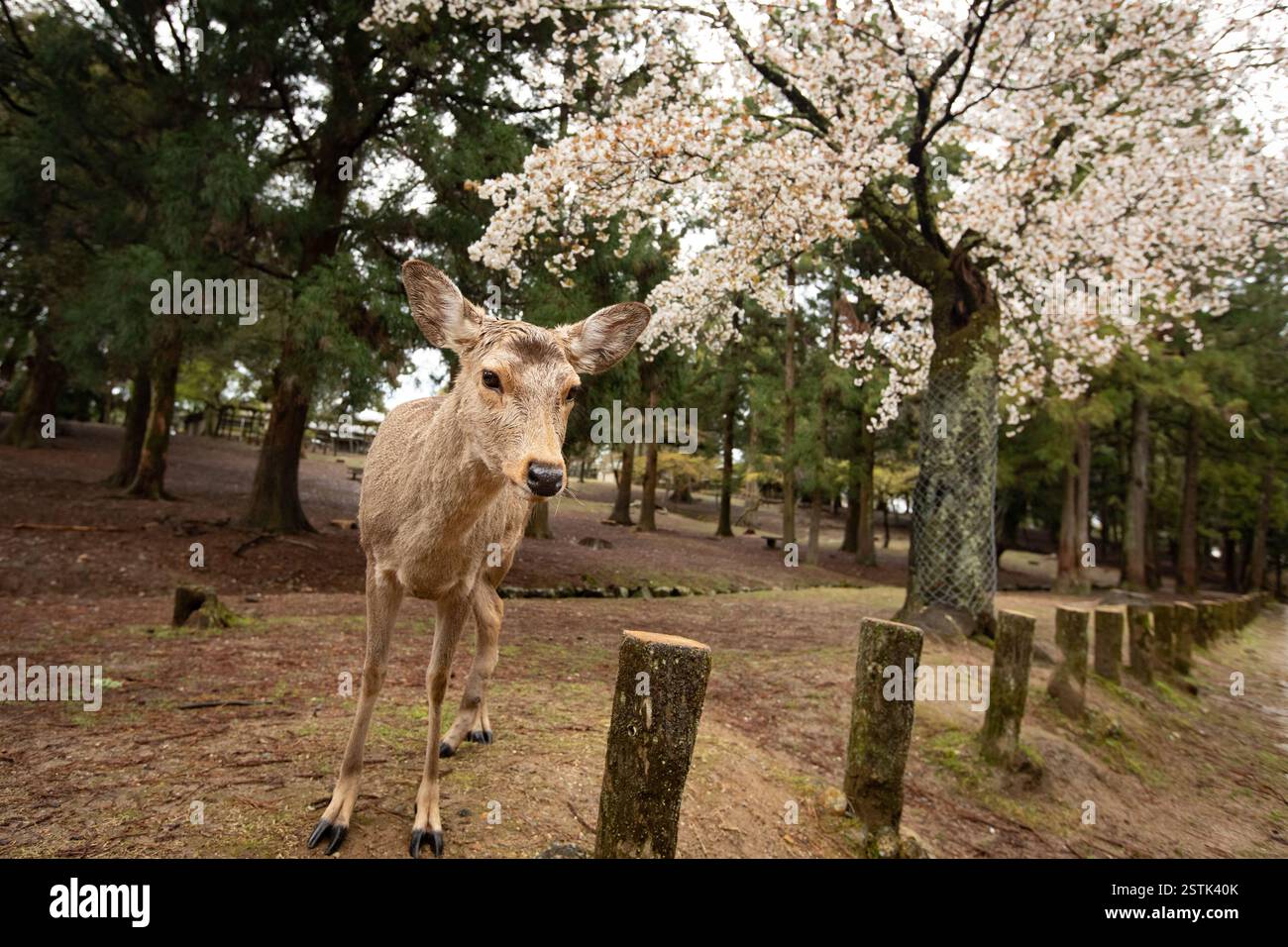Nara, Kyoto, Japan, 3-04-2024: Nara Park during hanami, cherry blossoms ...