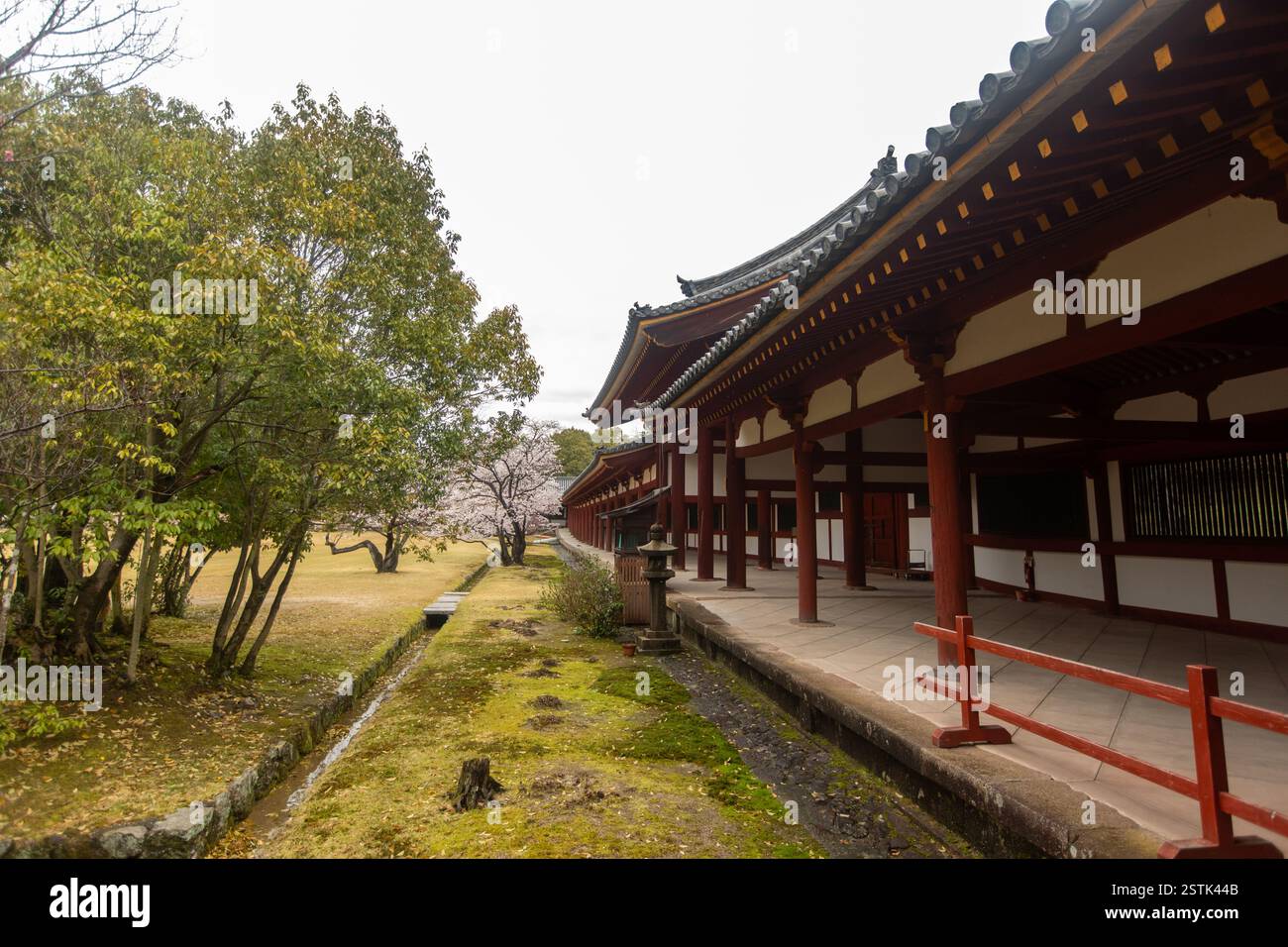Nara, Kyoto, Japan, 3-04-2024: Nara Park during hanami, cherry blossoms ...