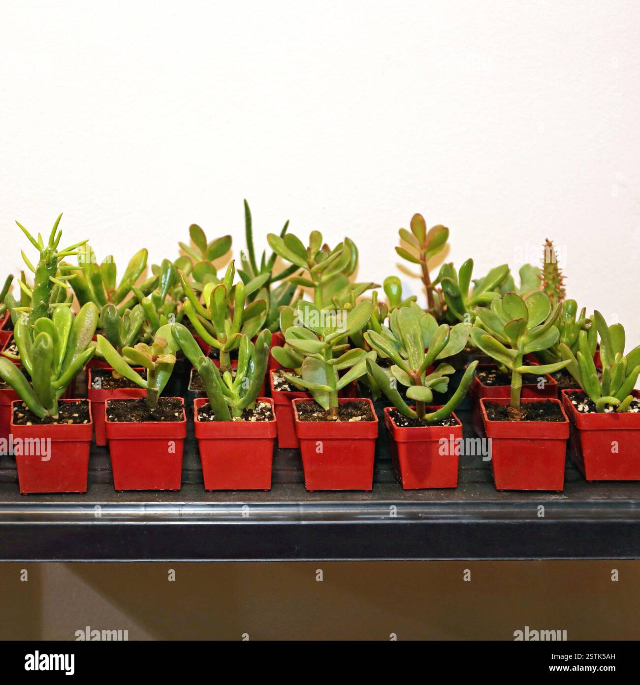 Succulents in pots hi-res stock photography and images - Alamy