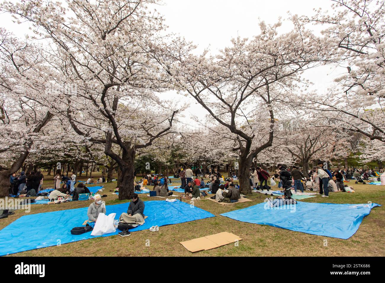 Tokyo, Japan, 5-4-2024: Yoyogi Park during hanami, cherry blossoms in ...