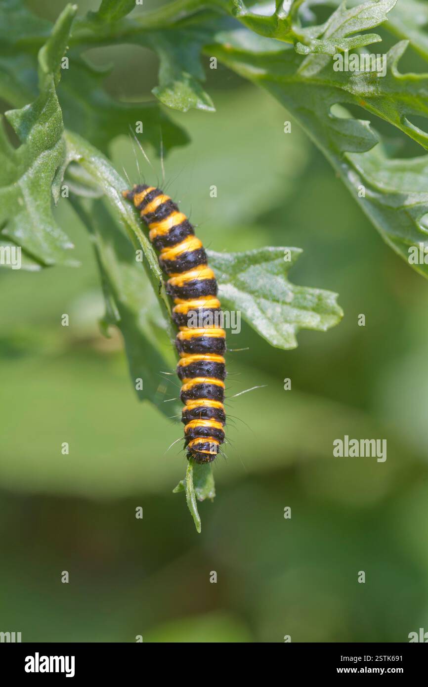 Caterpillar cinnabar moth feeding hi-res stock photography and images ...