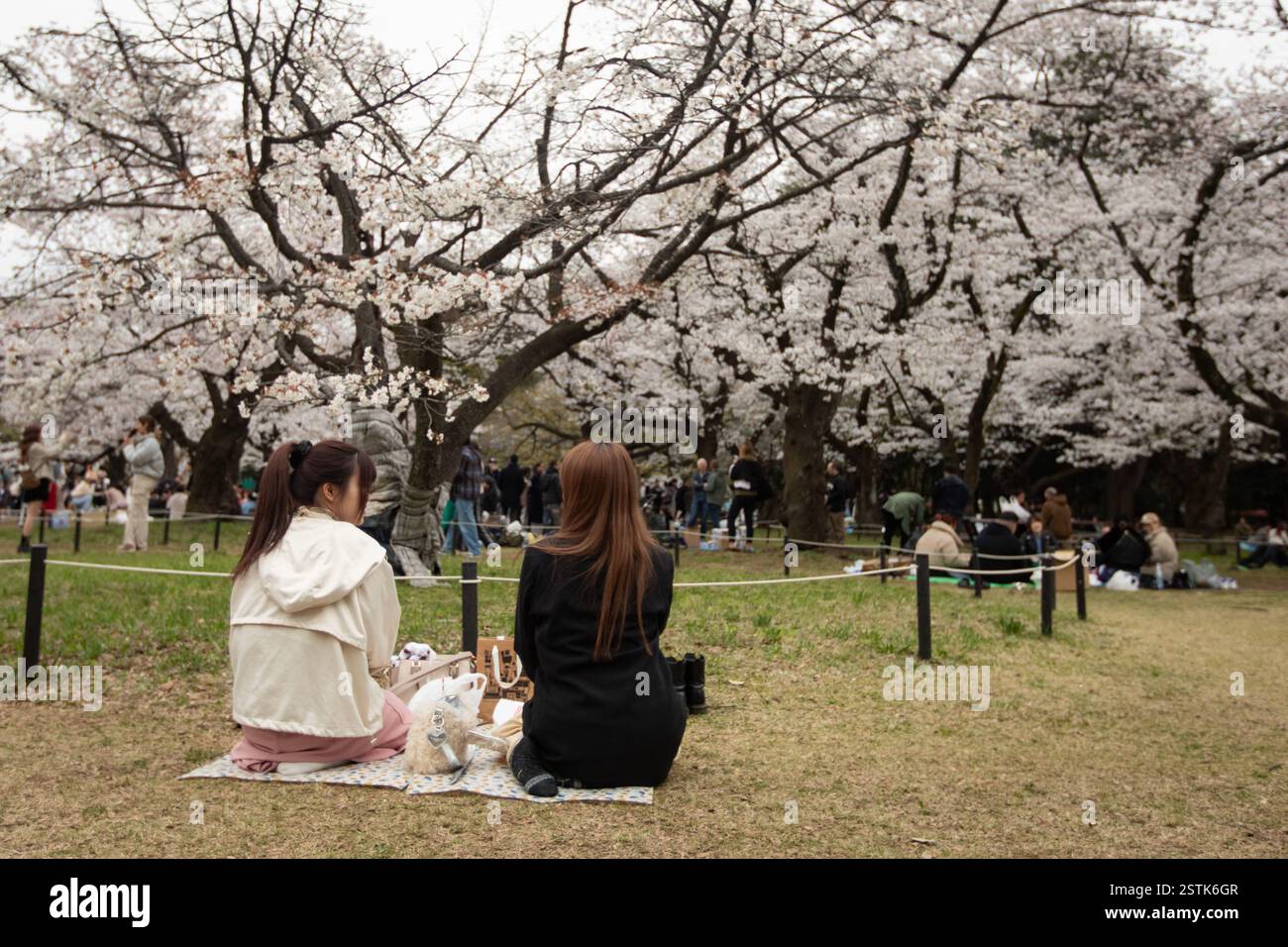 Tokyo, Japan, 5-4-2024: Yoyogi Park during hanami, cherry blossoms in ...