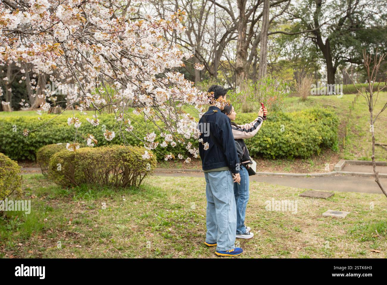 Tokyo, Japan, 5-4-2024: Yoyogi Park during hanami, cherry blossoms in ...