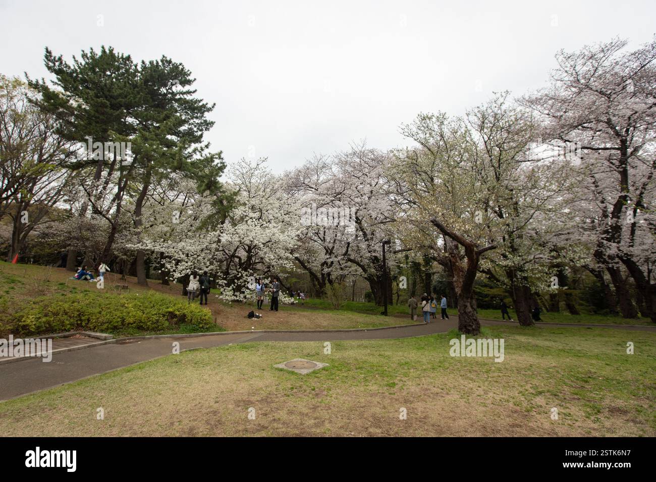 Tokyo, Japan, 5-4-2024: Yoyogi Park during hanami, cherry blossoms in ...