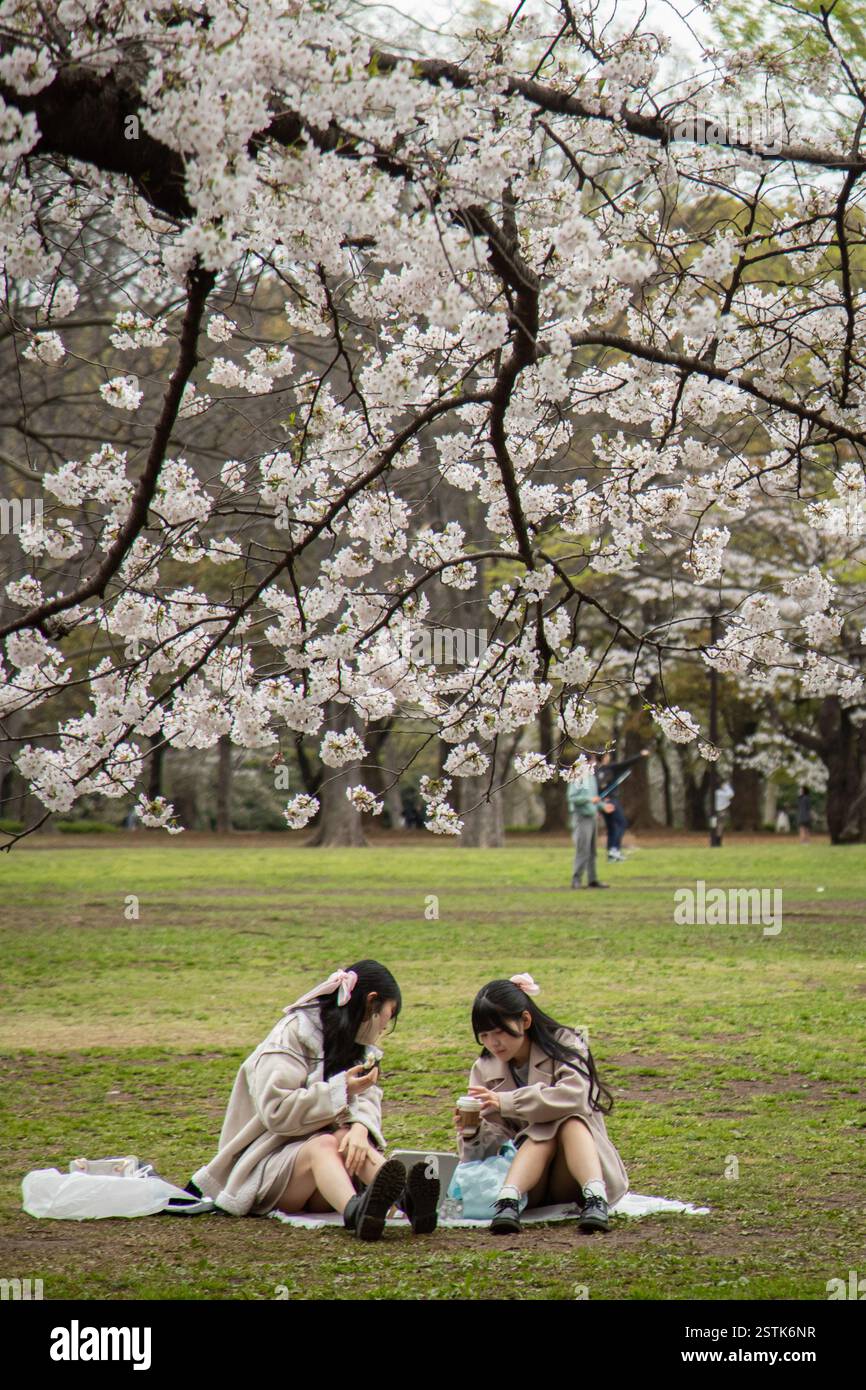Tokyo, Japan, 5-4-2024: Yoyogi Park during hanami, cherry blossoms in ...
