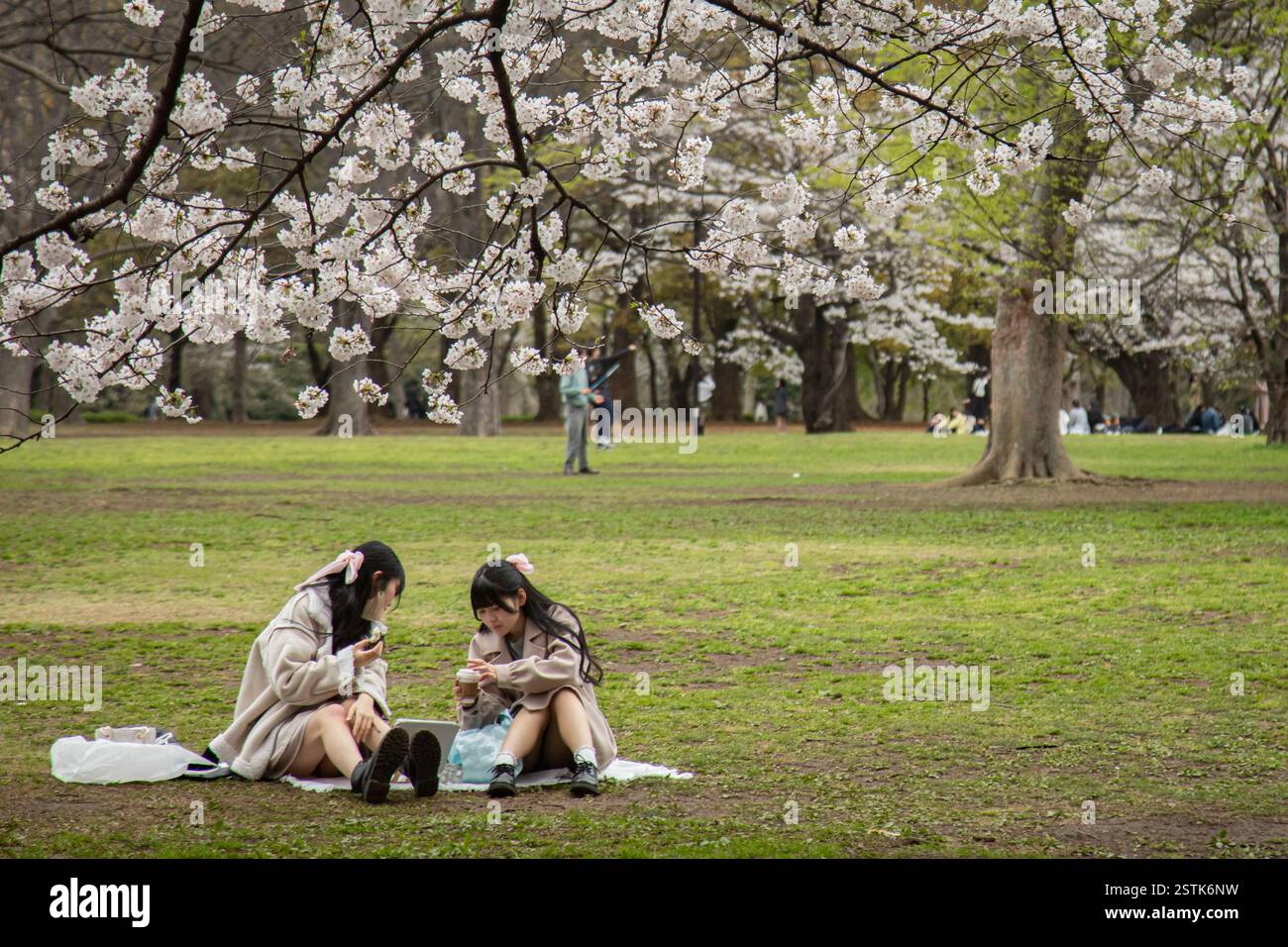 Tokyo, Japan, 5-4-2024: Yoyogi Park during hanami, cherry blossoms in ...