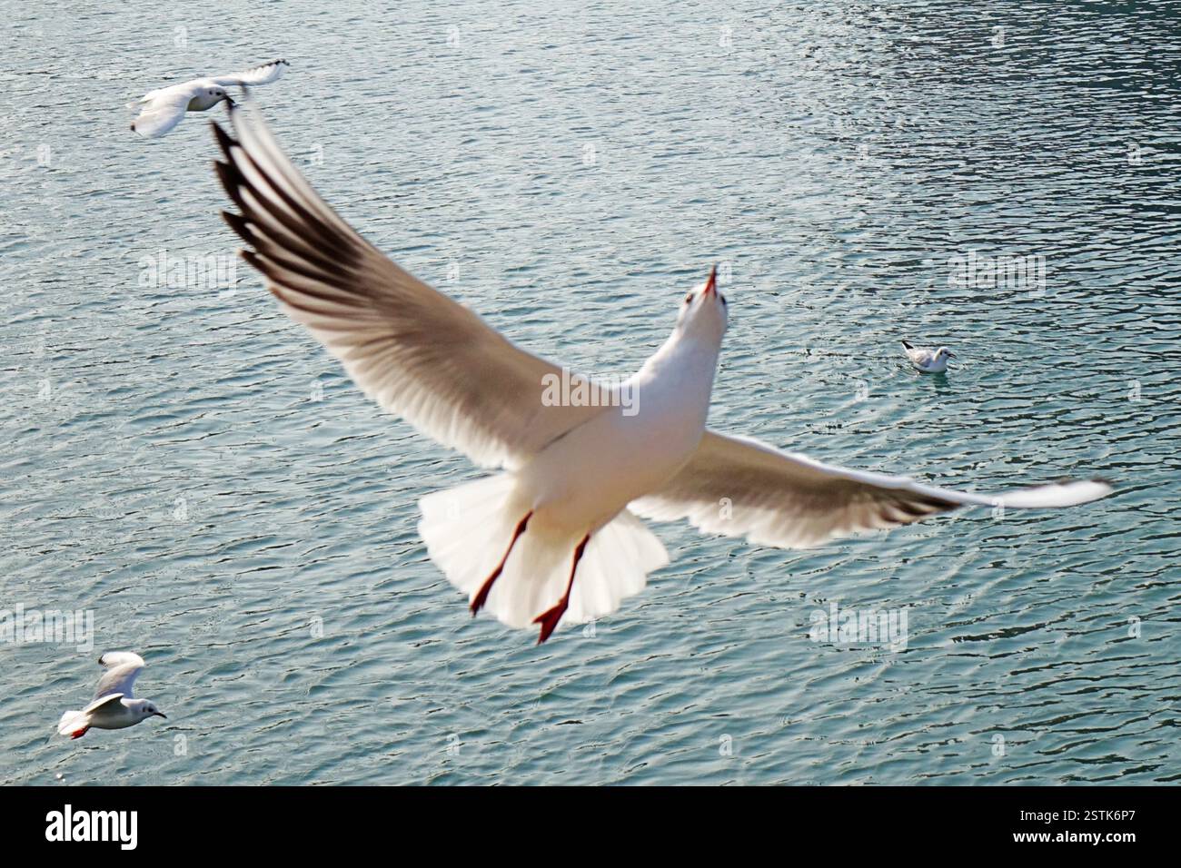 Seagulls fly over the sea in Qingdao City, east China's Shandong ...