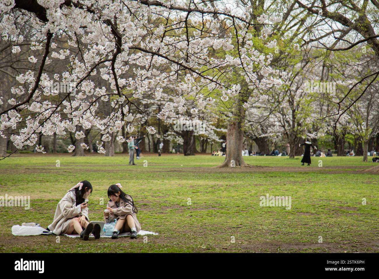 Tokyo, Japan, 5-4-2024: Yoyogi Park during hanami, cherry blossoms in ...