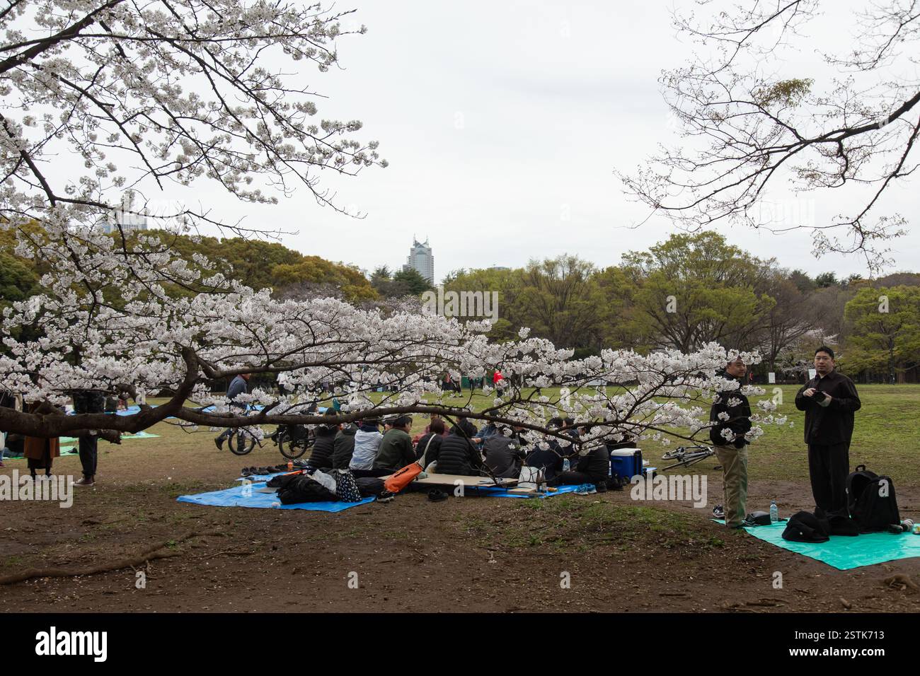 Tokyo, Japan, 5-4-2024: Yoyogi Park during hanami, cherry blossoms in full bloom, picnics ...