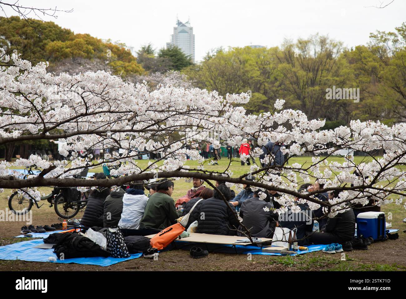 Tokyo, Japan, 5-4-2024: Yoyogi Park during hanami, cherry blossoms in ...