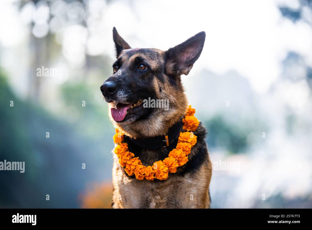 Kukur Tihar (dog festival) in Kathmandu, Nepal Stock Photo - Alamy
