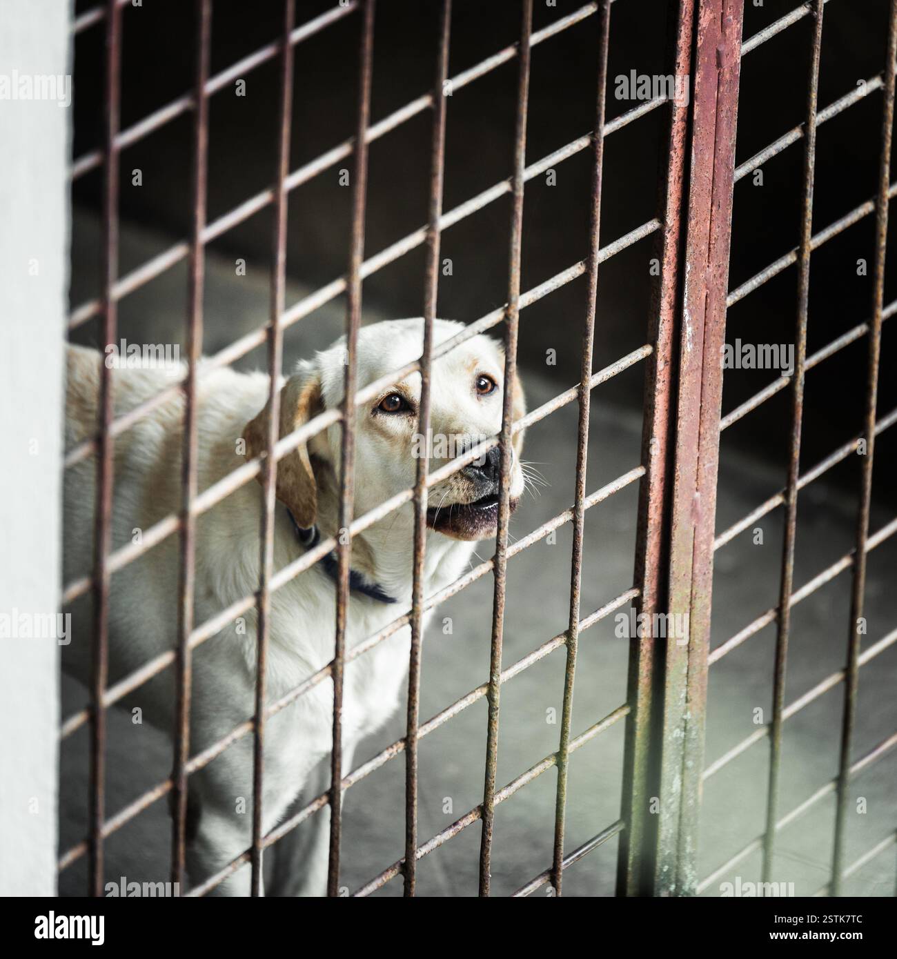 Dog locked in a cage Stock Photo - Alamy