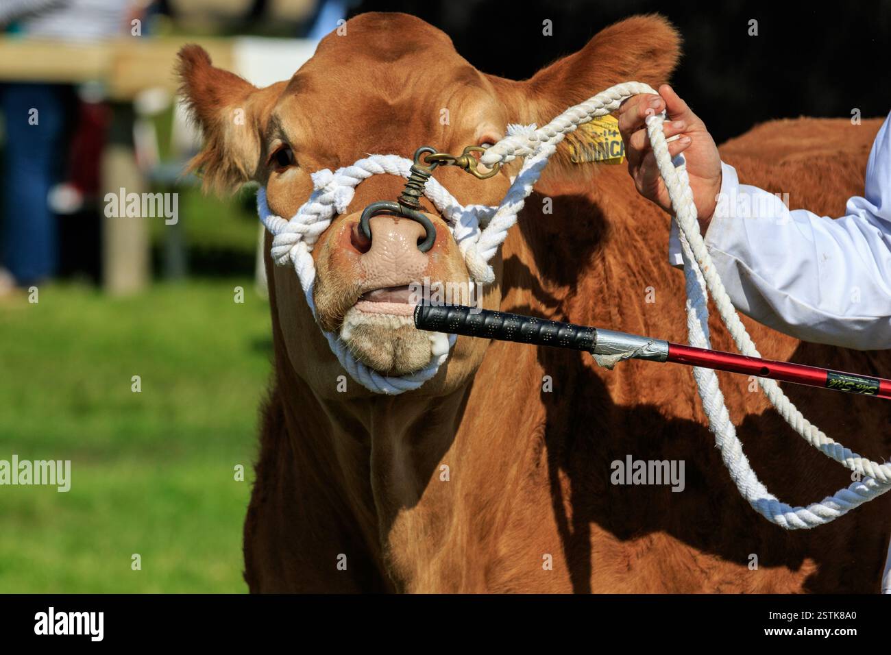 Cow being judged Stock Photo - Alamy