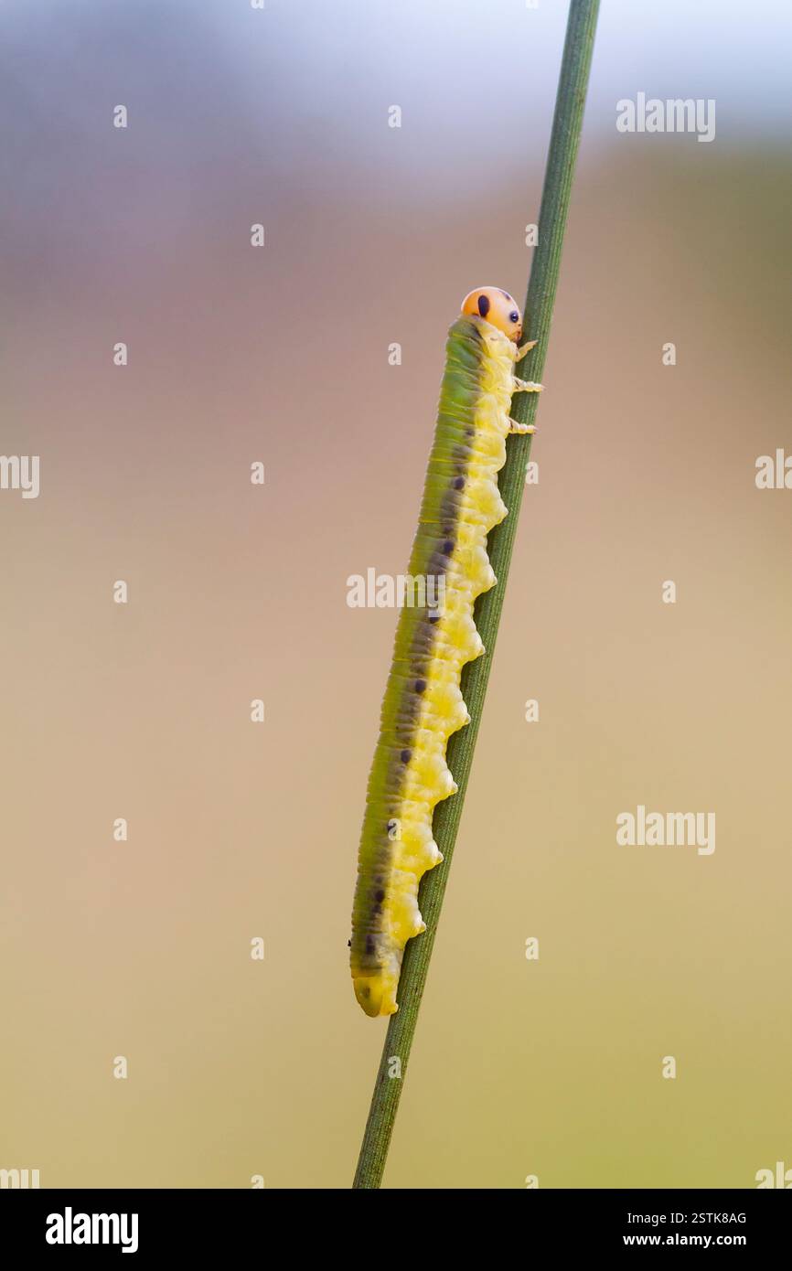 Sawfly larva (Dolerus ferrugatus Stock Photo - Alamy