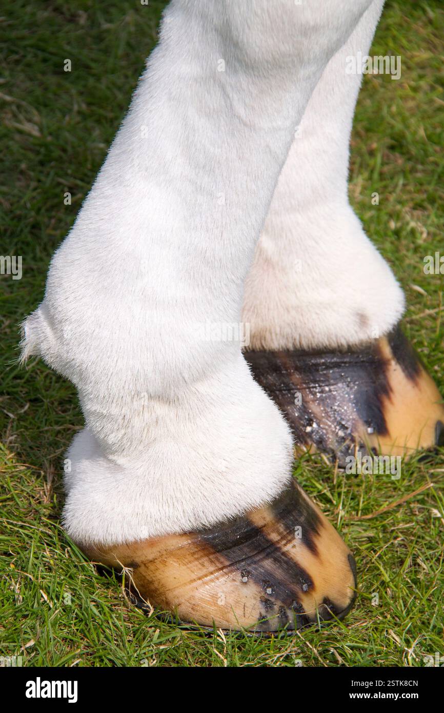 Close up horse legs hi-res stock photography and images - Alamy