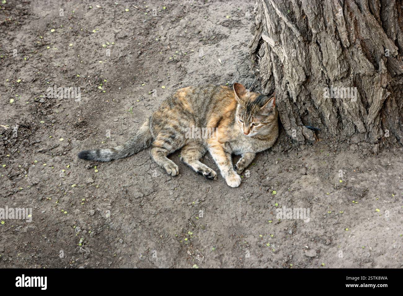 Cat having rest on the ground Stock Photo - Alamy