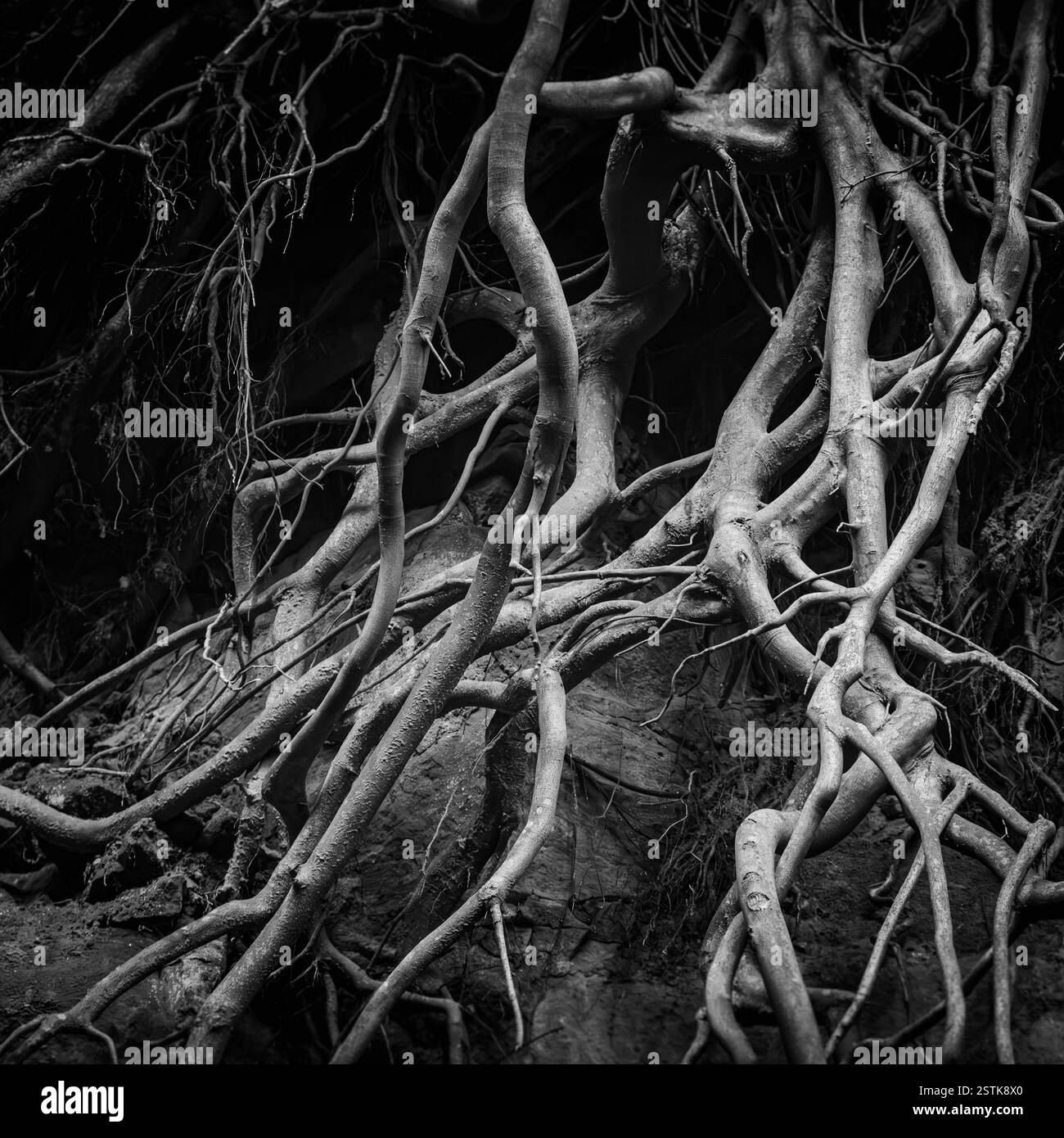 A black and white picture of tangled roots in Hell Lane near Bridport ...