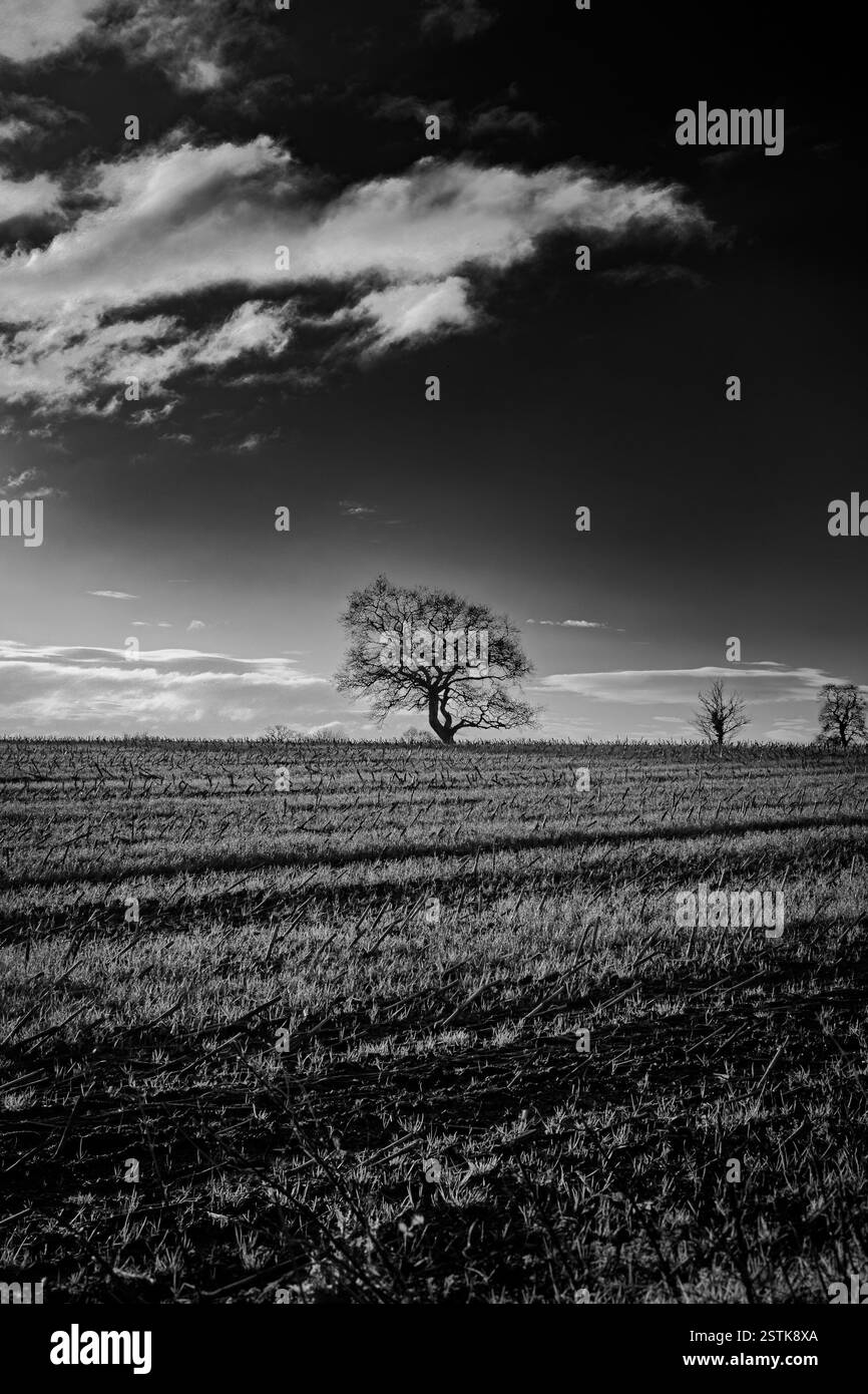 A cultivated field in Somerset with an oak tree silhouetted against a ...