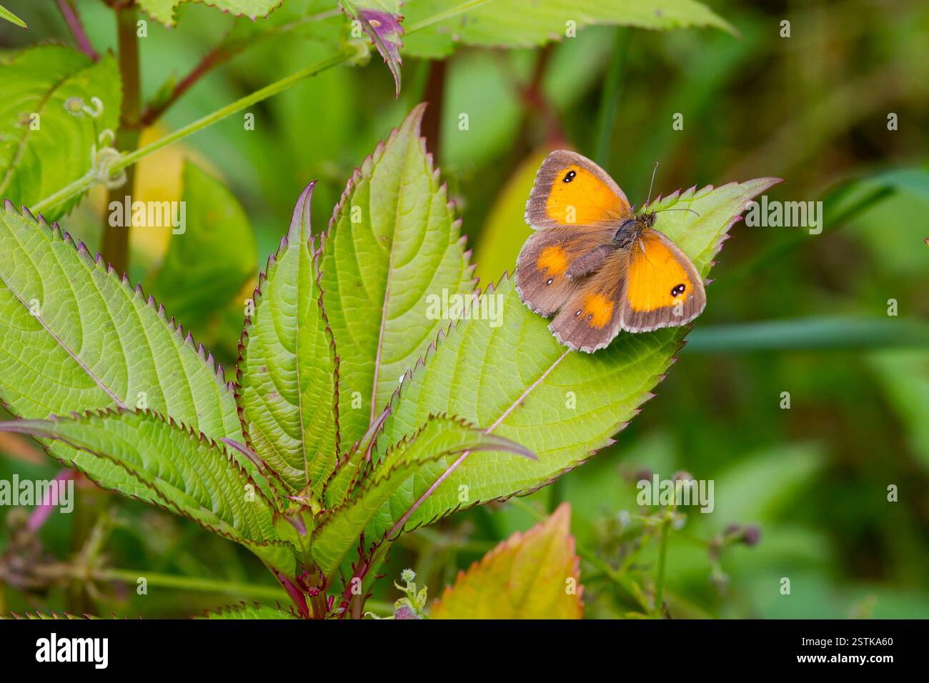 Gatekeeper Butterfly (Pyronia tithonus Stock Photo - Alamy